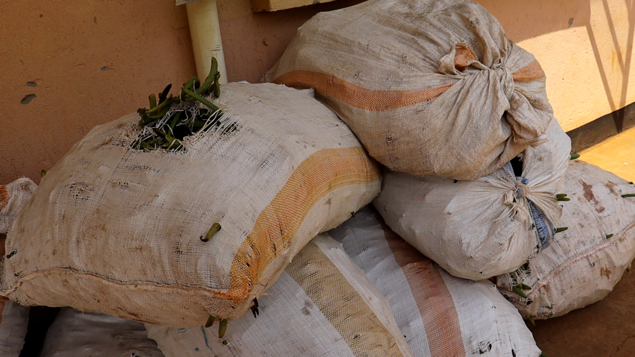 Ibanda Man Arrested With 12 Sacks of Premature Vanilla in Illegal ...